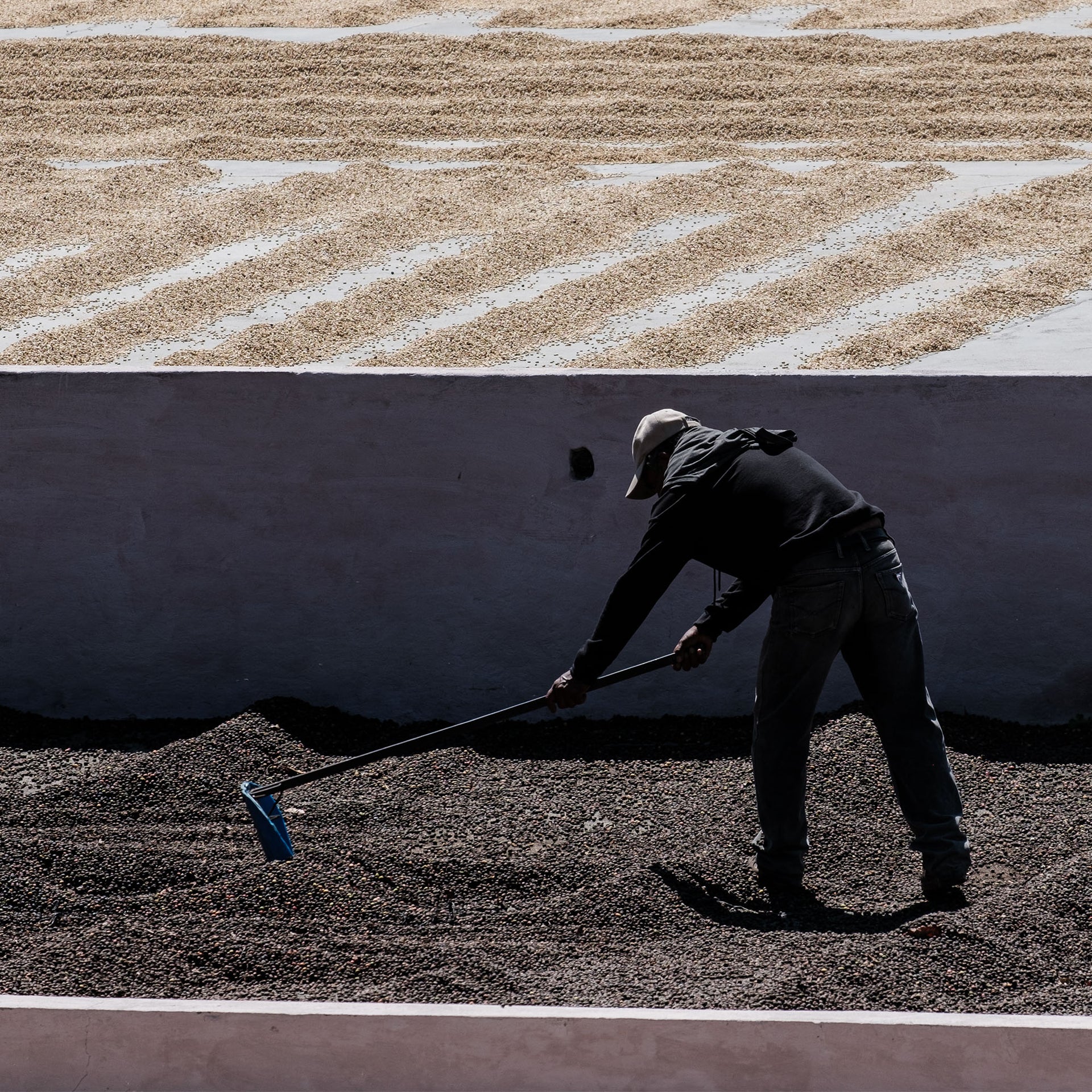 Amaya Coffee | Houston, TX